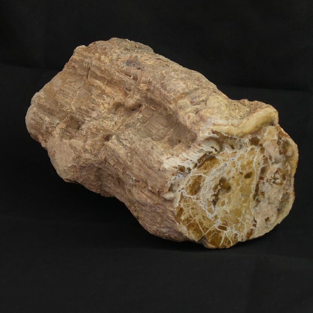 Fossilised Wood Branch - The Crystal Barn