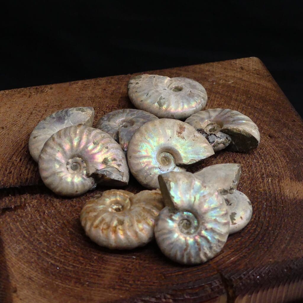 Opalised Ammonite - The Crystal Barn
